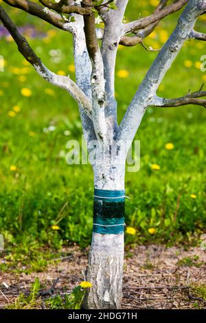 Fruit tree grease band wrapped around an apple tree trunk Stock Photo ...