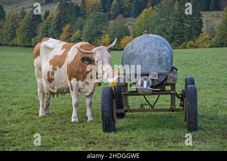 cow, licking stone, cows Stock Photo - Alamy