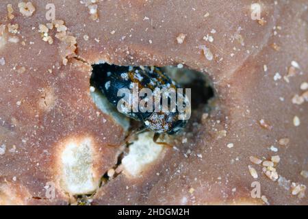 Beetle of Dermestidae species Trogoderma anthrenoides, chocolate and ...