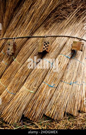 roof, reet, roofs, reets Stock Photo - Alamy