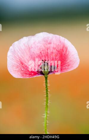 macro, anther, poppies, macros, anthers, poppy Stock Photo - Alamy