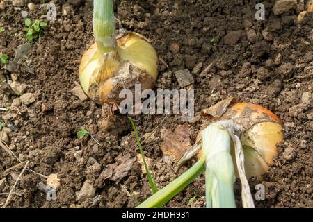 onion, outbuilding, onions, outbuildings Stock Photo - Alamy