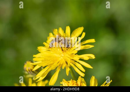 honey bee, hawkweed, honey bees, hawkweeds Stock Photo - Alamy