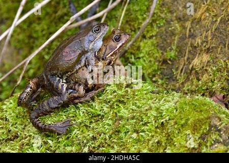 reproduction, mating, common frog, reproductions, common frogs Stock ...