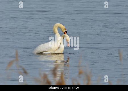 Mute swan pairs for mating season Stock Photo - Alamy