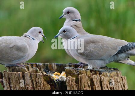 dove, turks deaf, doves Stock Photo - Alamy