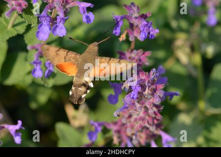 hummingbird hawk-moth, hummingbird hawk-moths Stock Photo - Alamy