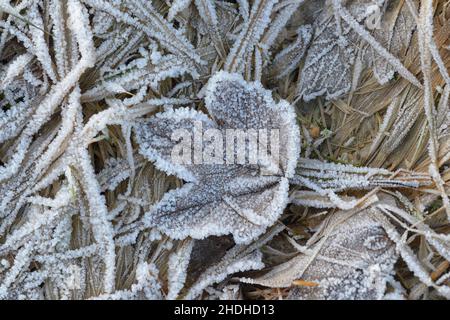 frozen, frost, ice crystals, frozens, frosts, ice crystal Stock Photo ...