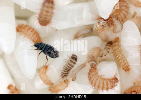 Worm on rice grains Stock Photo - Alamy