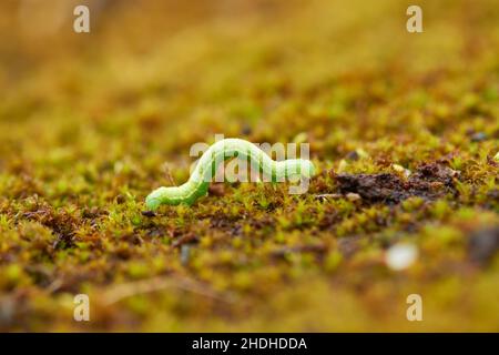 larva, winter moth, larvas Stock Photo - Alamy