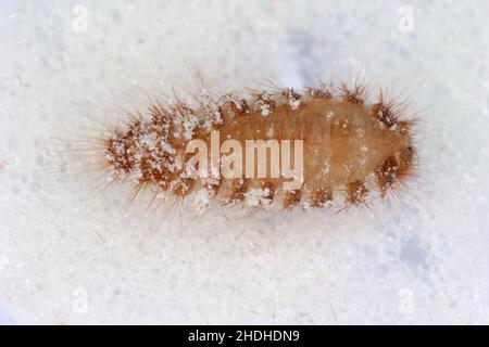 Pupa of Khapra beetle Trogoderma granarium Dermestidae family pest of ...