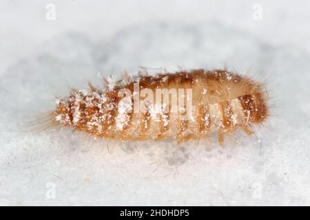 Pupa of Khapra beetle Trogoderma granarium Dermestidae family pest of ...