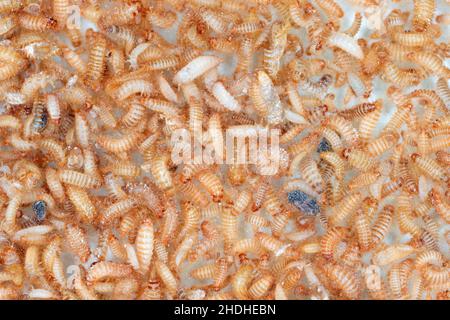 Larvae of Khapra beetle (Trogoderma granarium) on rice grains ...