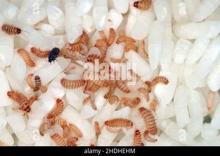 Worm on rice grains Stock Photo - Alamy