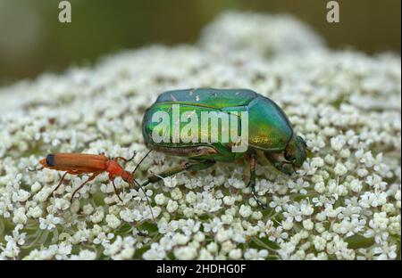 rose beetle, rose beetles Stock Photo - Alamy