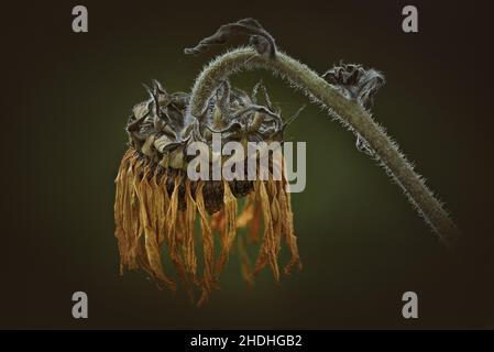 sunflower, faded, sunflowers, fadeds Stock Photo - Alamy