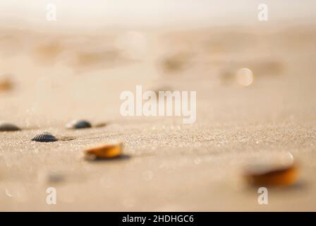 beach, mussel, beaches, seaside, mussels Stock Photo - Alamy