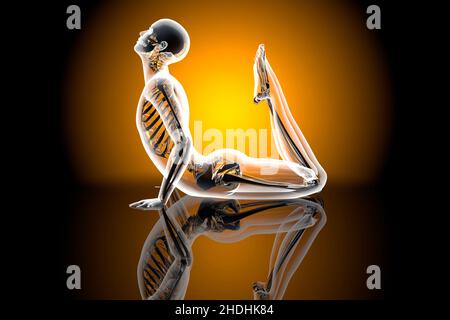 skeleton, human body, flexibility, skeletons, human bodies Stock Photo ...