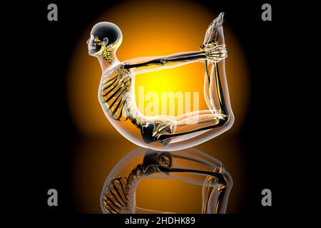 skeleton, human body, flexibility, skeletons, human bodies Stock Photo ...
