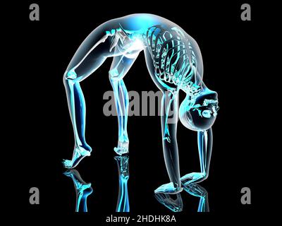 skeleton, human body, flexibility, skeletons, human bodies Stock Photo ...