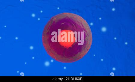 cell, nucleus, cells, nucleuses Stock Photo - Alamy