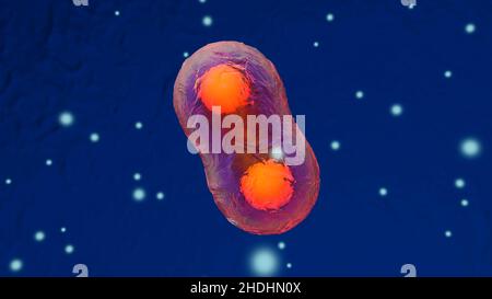 microbiology, nucleus, microbiologies, nucleuses Stock Photo - Alamy