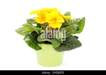 primrose, houseplant, primroses, houseplants Stock Photo - Alamy