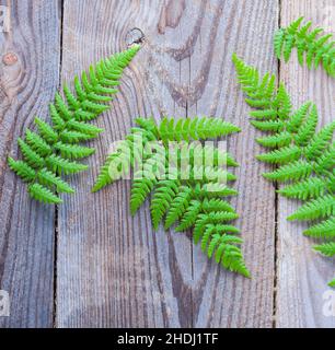 fern, leaf shape, ferns, leaf shapes Stock Photo - Alamy