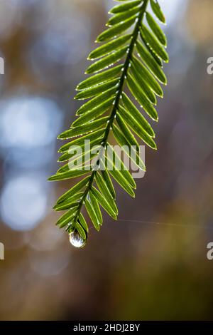 Coast Redwood needles with raindrop in Prairie Creek Redwoods State ...
