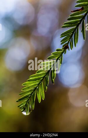 Coast Redwood needles with raindrop in Prairie Creek Redwoods State ...
