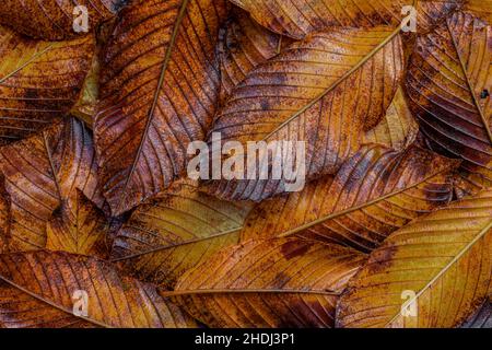 Fallen Cascara leaves in autumn in Prairie Creek Redwoods State Park ...