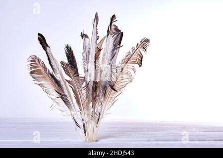 springs, feathers, feather Stock Photo - Alamy