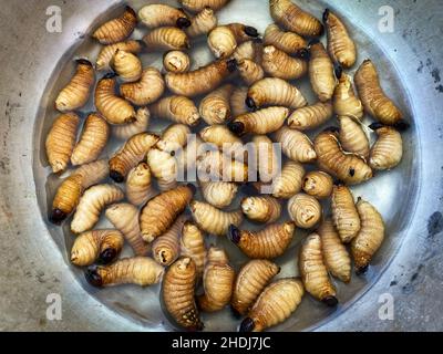 food, larva, foods, larvas Stock Photo - Alamy