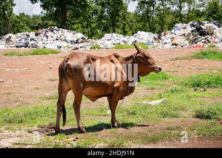 pasture, cattle, waste, pastures, cattles, livestock, wastes Stock ...