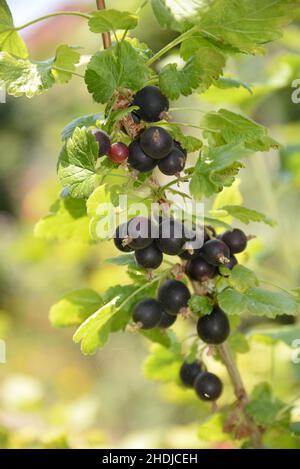 fruits, jostaberry, fruit Stock Photo - Alamy