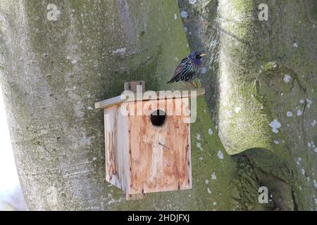bird house, blackbird, nesting box, bird houses, blackbirds, nesting ...