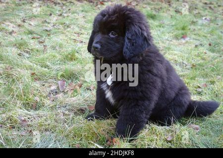 puppy, newfoundlander, puppies, newfoundlands Stock Photo - Alamy