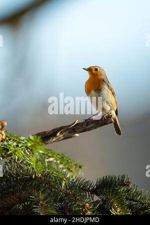 mockingbird, robin, mockingbirds, robins Stock Photo - Alamy