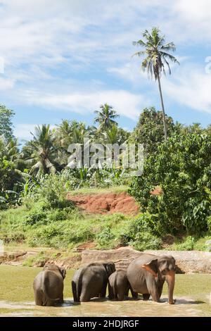 sri lanka, maha oya, sri lankas Stock Photo - Alamy