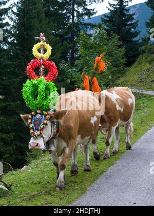 cow, almabtrieb, cows, almabtriebs Stock Photo - Alamy