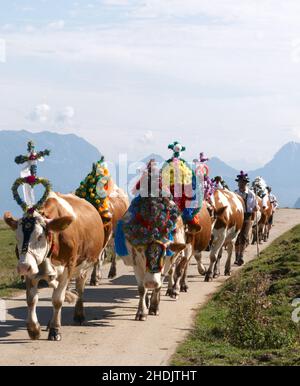 Customs, tradition, cows, decorated, Almabtrieb, Bavaria, Upper Bavaria ...