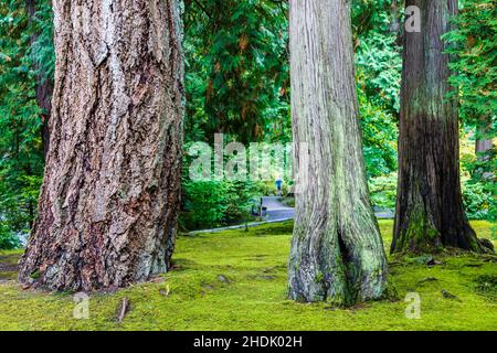 Large trees; Portland Japanese Gardens; Portland; Oregon; USA Stock ...
