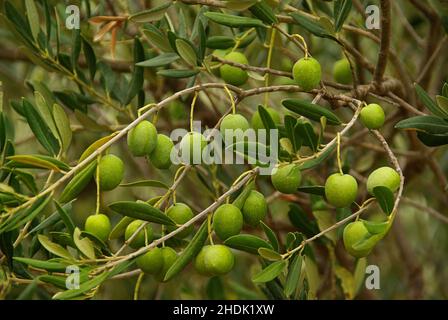 olives, unripe, olive, unripes Stock Photo - Alamy