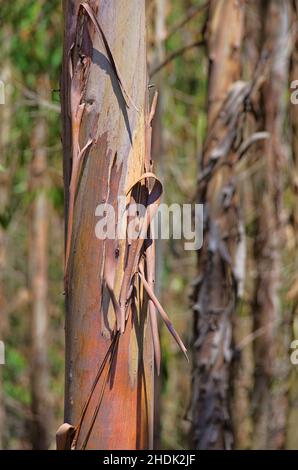 n forest with tree bark - Eucalyptus trees - bushes foliage - nature ...