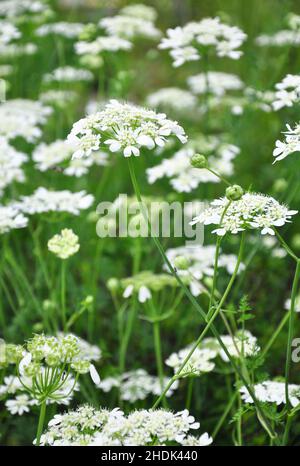 White lace flower, White laceflower, Minoan Lace (Orlaya grandiflora ...
