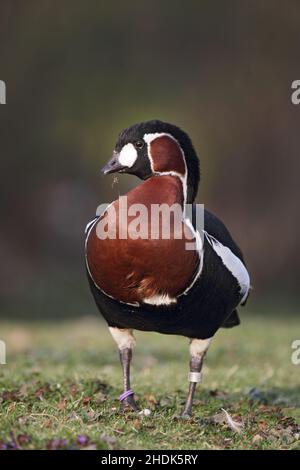 red breasted goose, red breasted gooses Stock Photo - Alamy