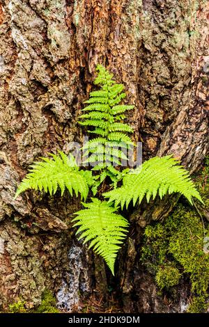 Close-up of leaves, Portland, Oregon, USA Stock Photo - Alamy