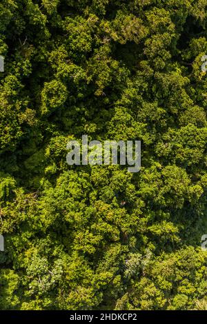 Aerial view of the forest of Isabel De Torres National Park near Puerto ...