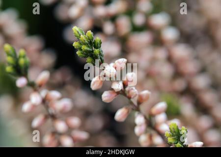 Light pink heather (calluna vulgaris, kanerva) flowers in a closeup ...
