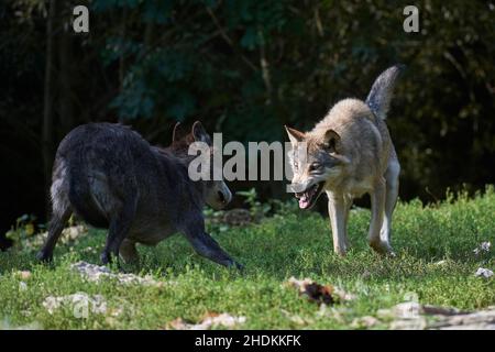 wolf, rival, wolfs, rivalries, rivalry Stock Photo - Alamy